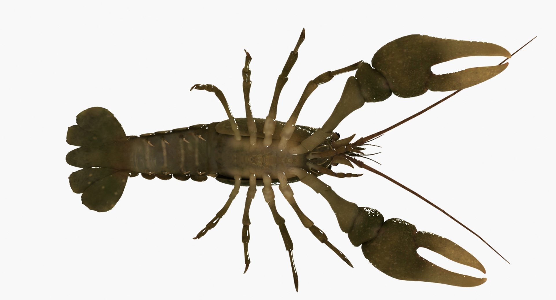 3d Model Crayfish Animation