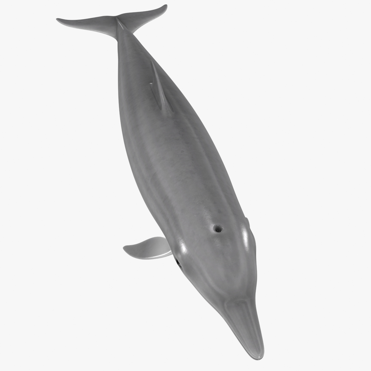 3d model realistic dolphin animation