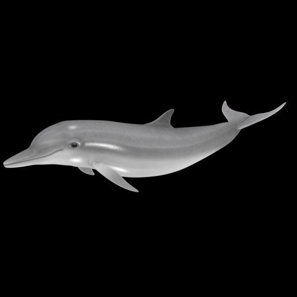 3d model realistic dolphin animation