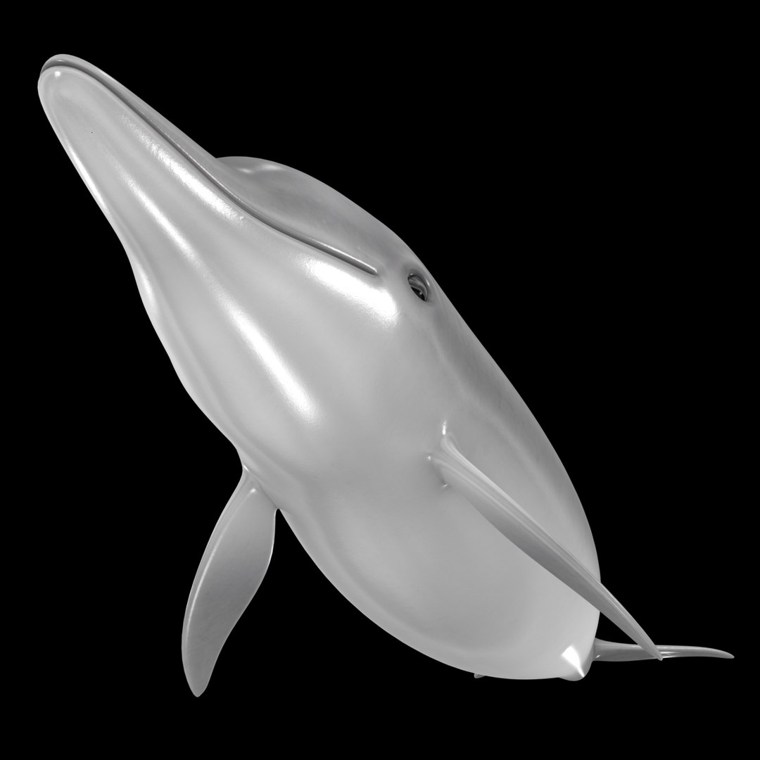 3d Model Realistic Dolphin Animation