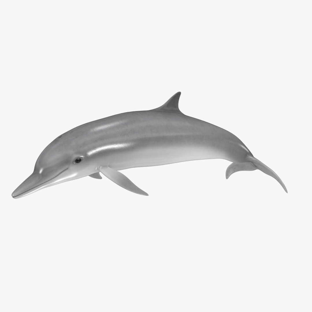 3d Model Realistic Dolphin Animation