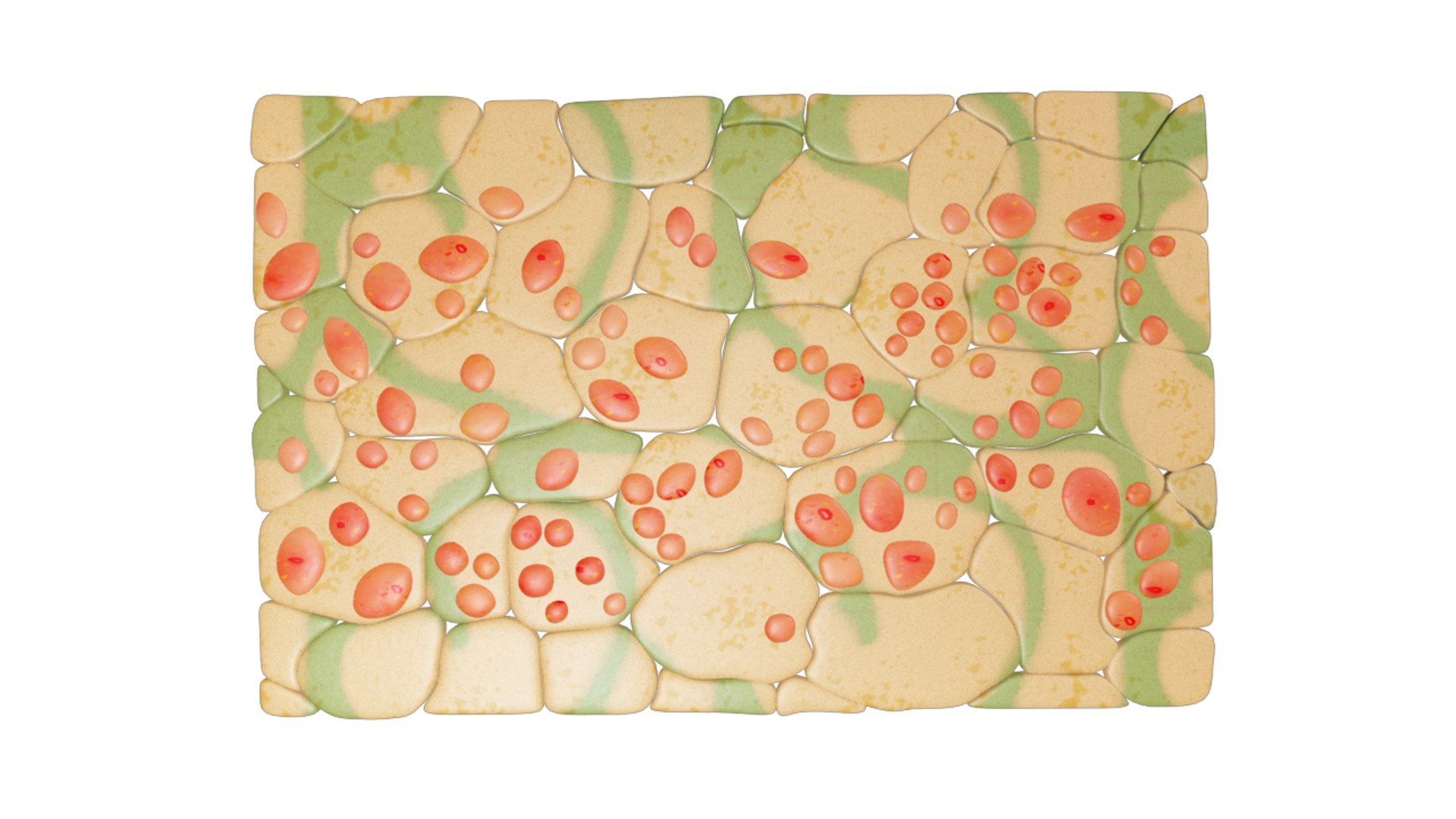 Leucoplasts Plastid Organelles Obj