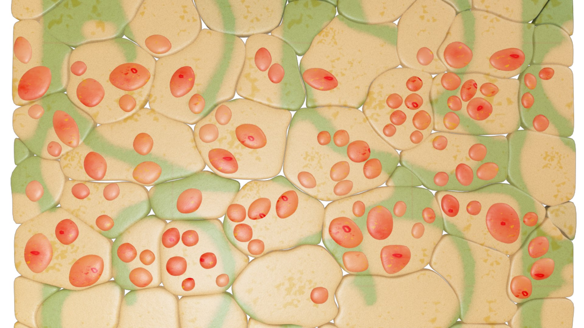 Leucoplasts Plastid Organelles Obj