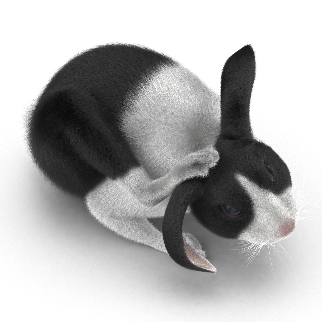3d Model Black Rabbit Pose 4
