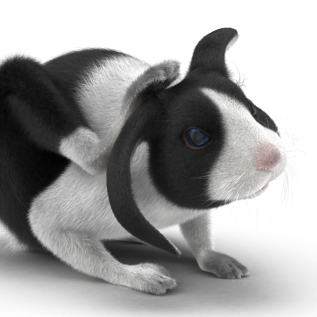 3d Model Black Rabbit Pose 4