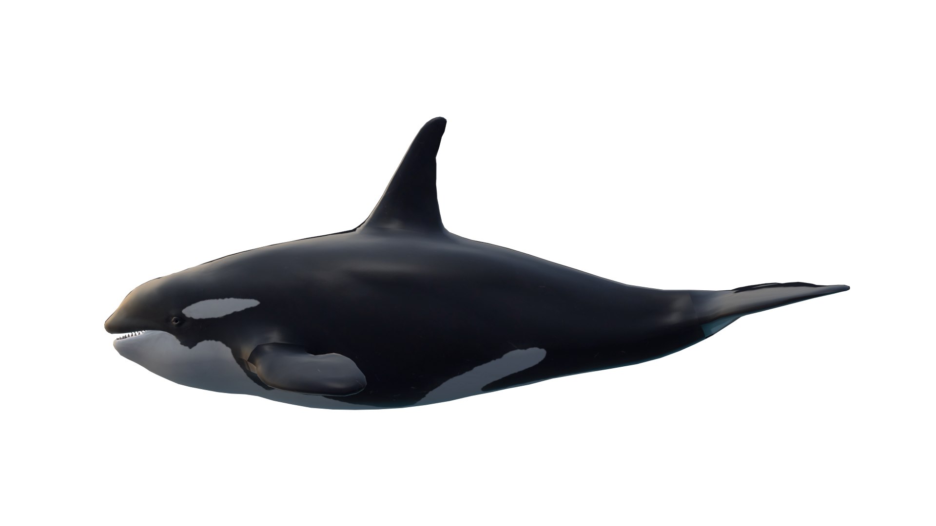 3D Black And White Dolphin 3D Model - TurboSquid 2310668
