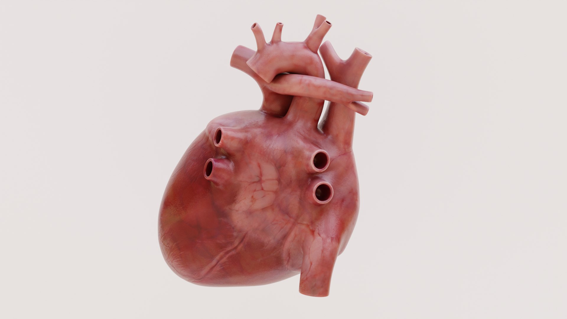 3D Human Heart Model - TurboSquid 2376032