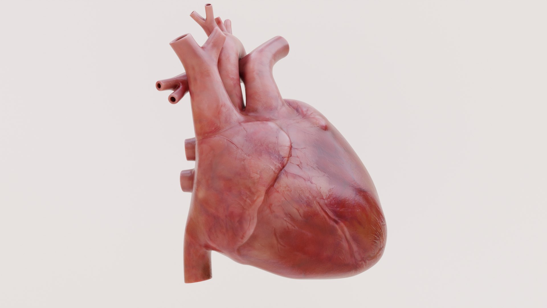 3D Human Heart Model - TurboSquid 2376032