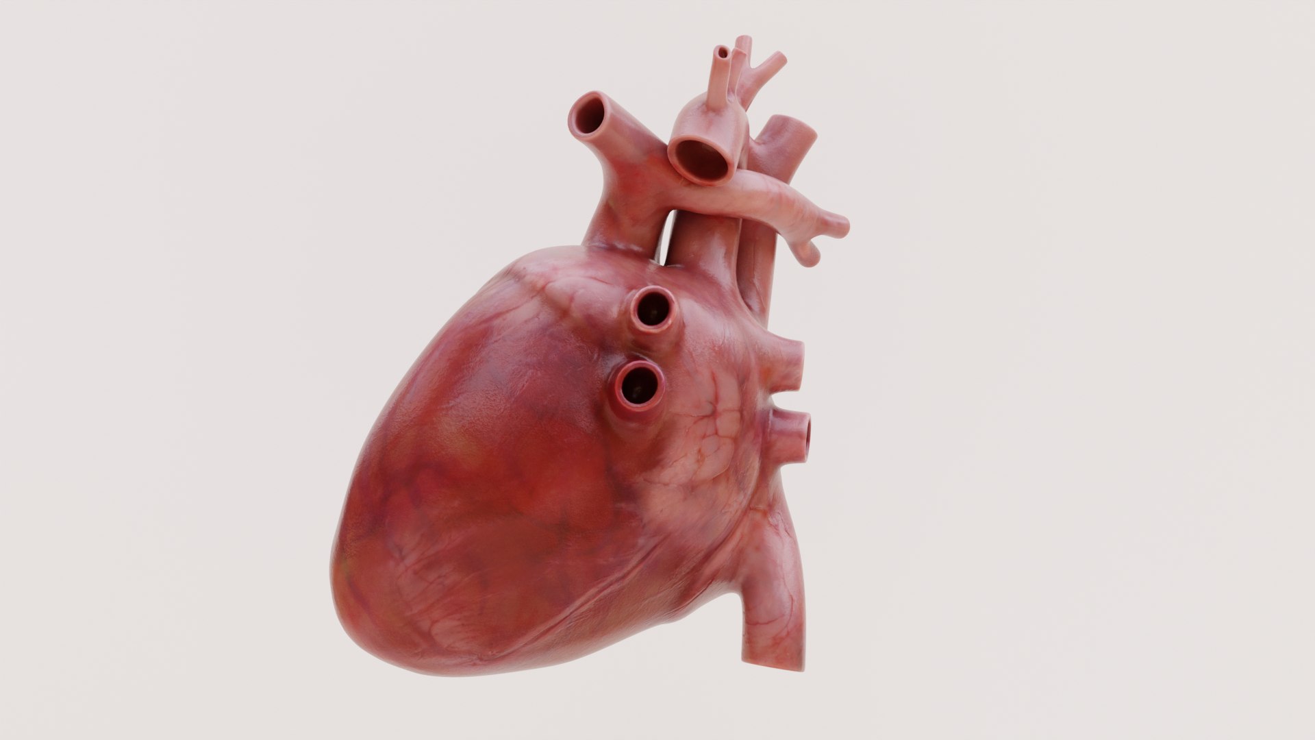 3D Human Heart Model - TurboSquid 2376032