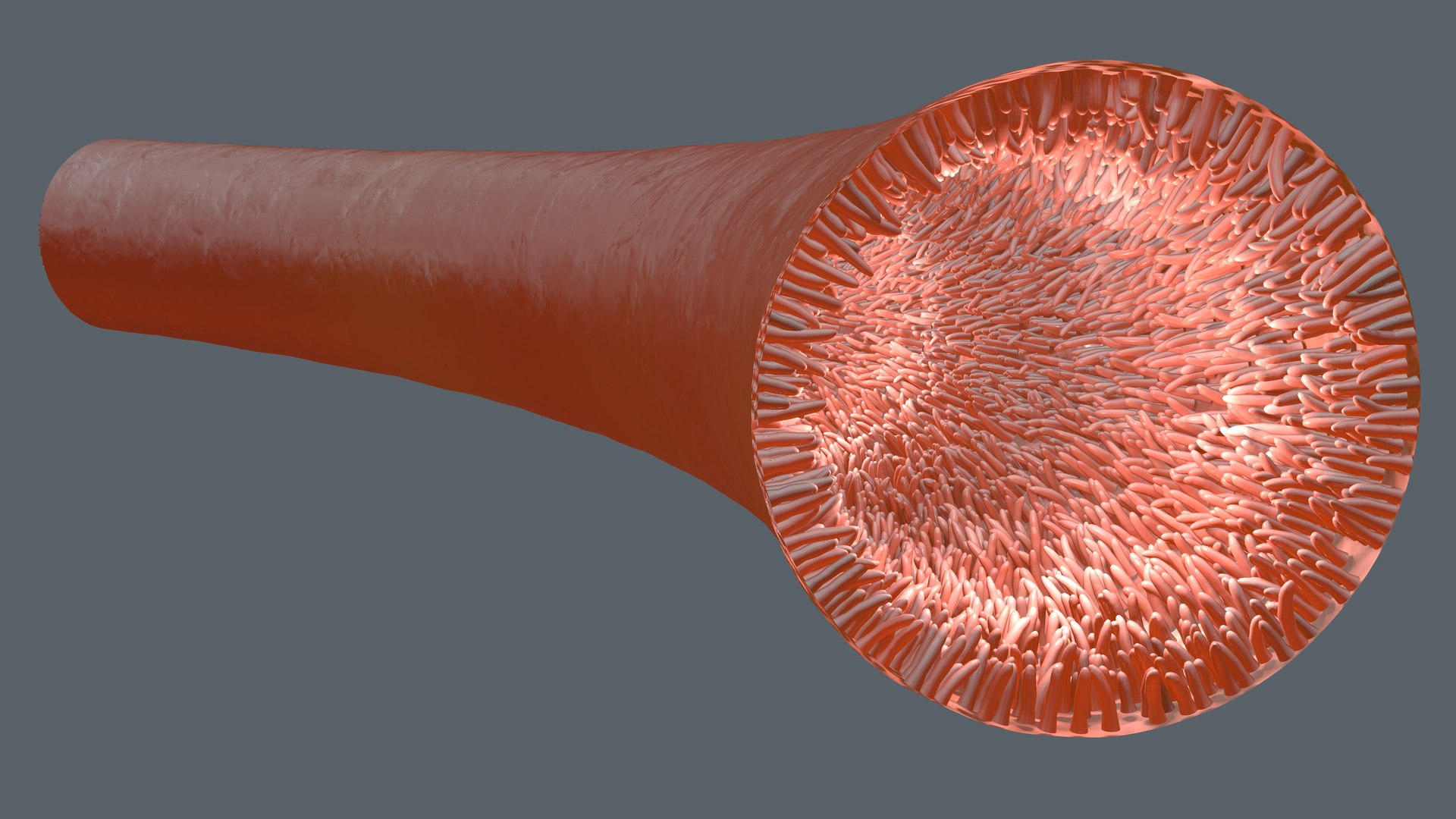 3D Model Intestinal Villi - TurboSquid 1831026