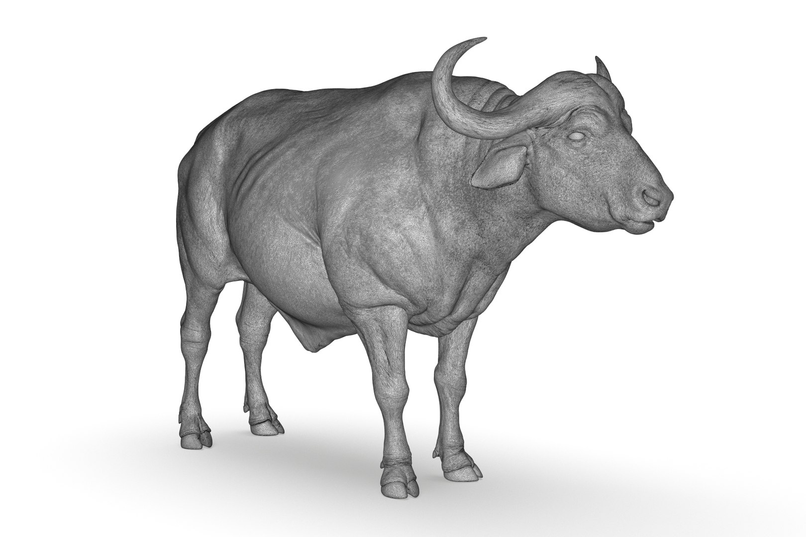 3D Buffalo - TurboSquid 2205894