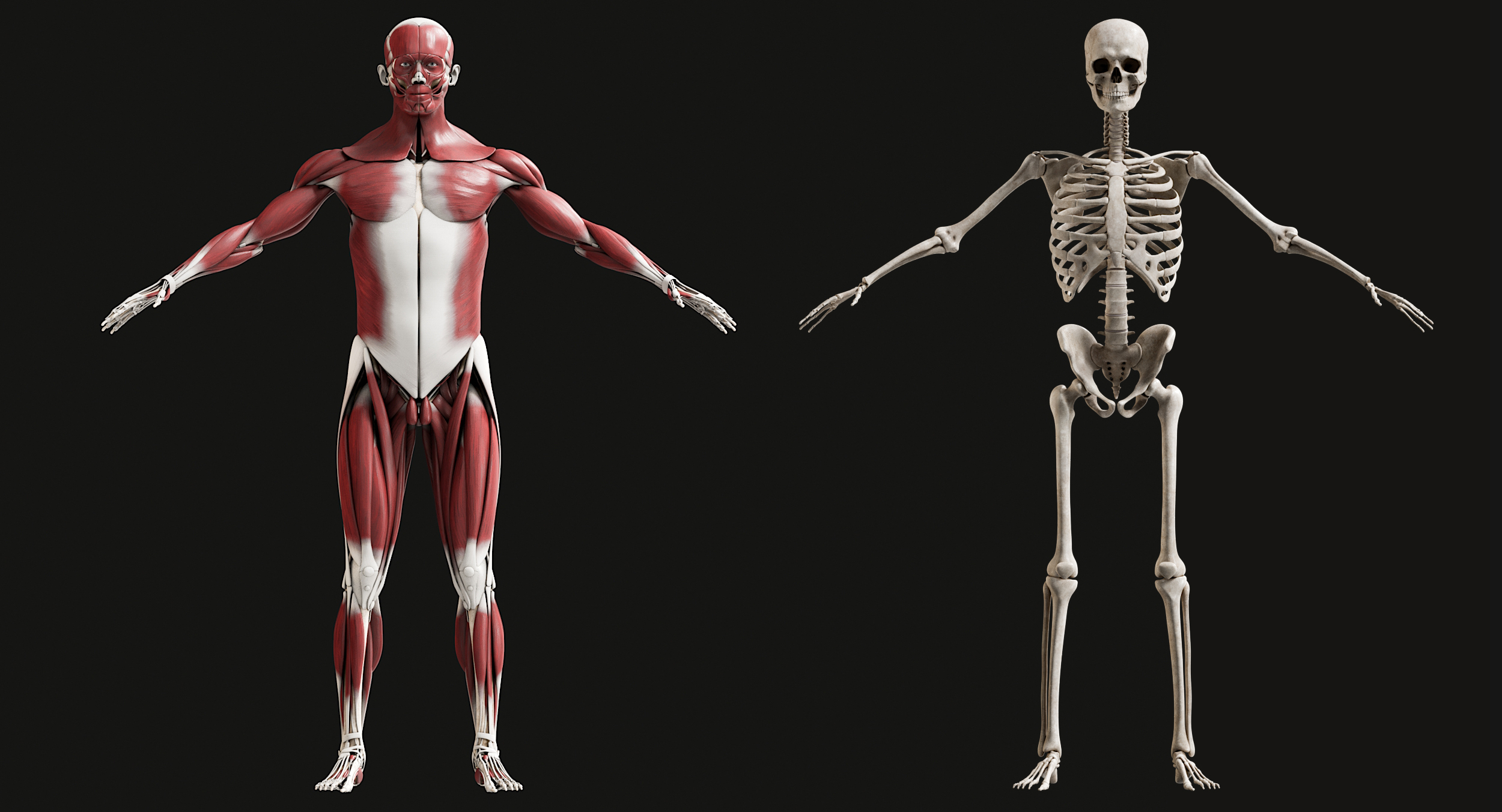 3D Female and Male Complete Anatomy - TurboSquid 1753790