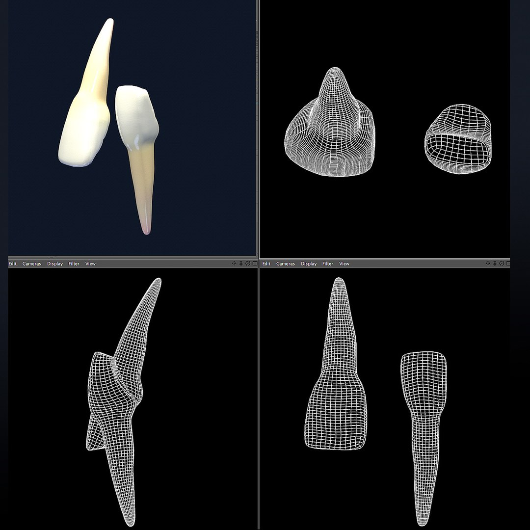 central incisor 3d model