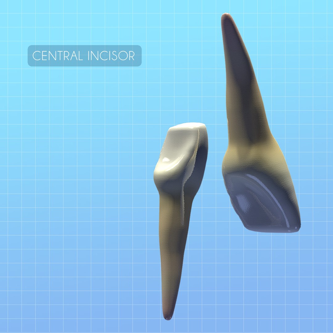 central incisor 3d model