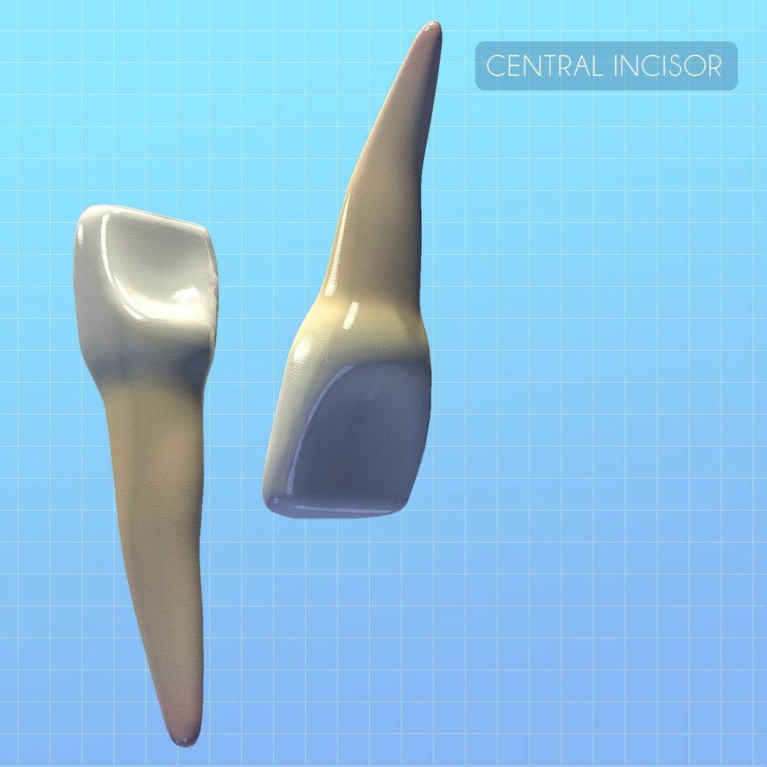 central incisor 3d model