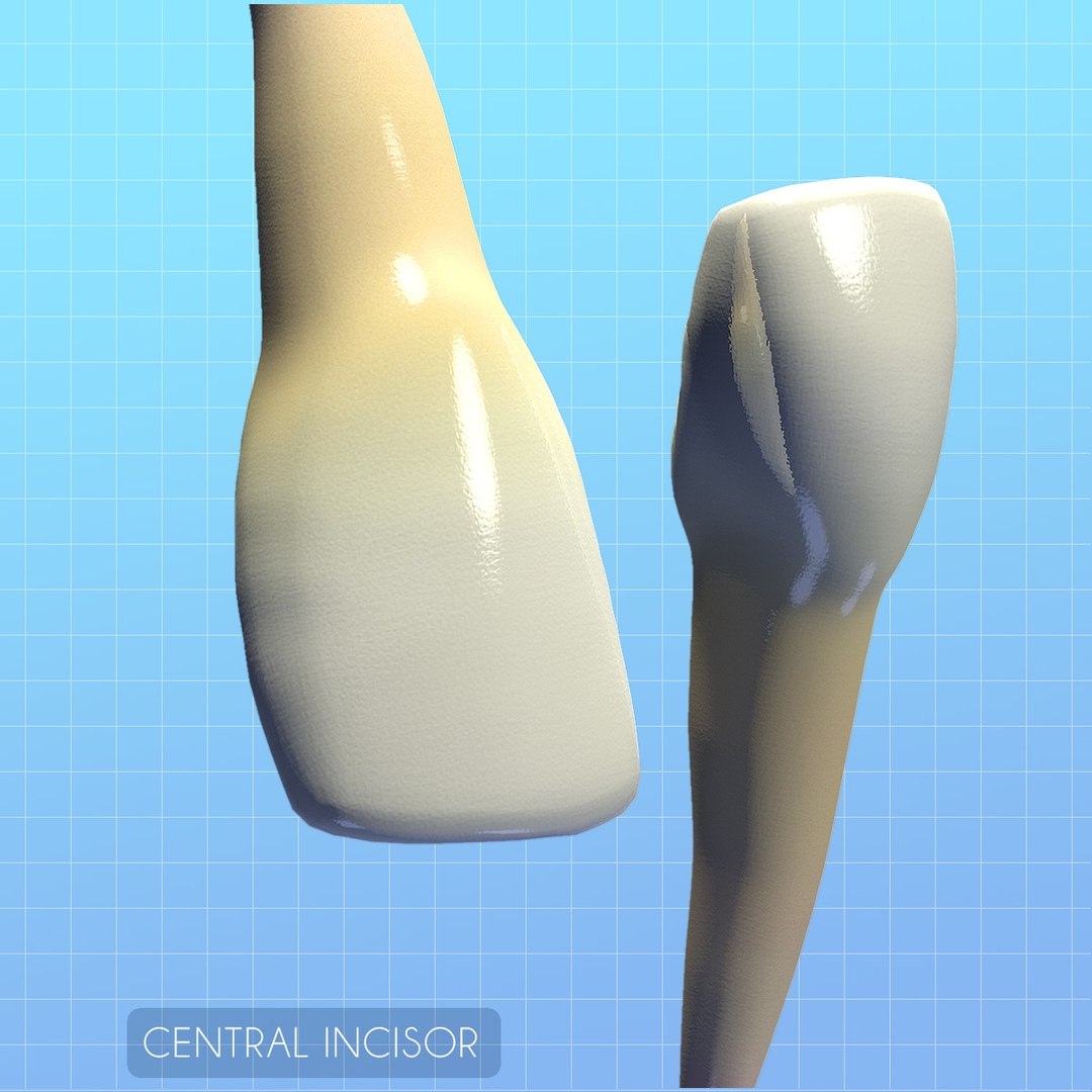 central incisor 3d model