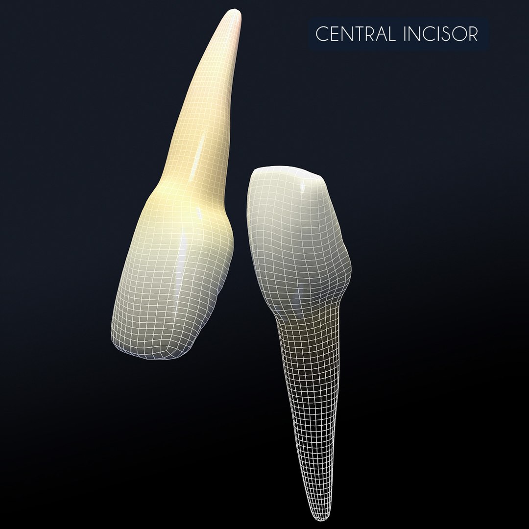 central incisor 3d model