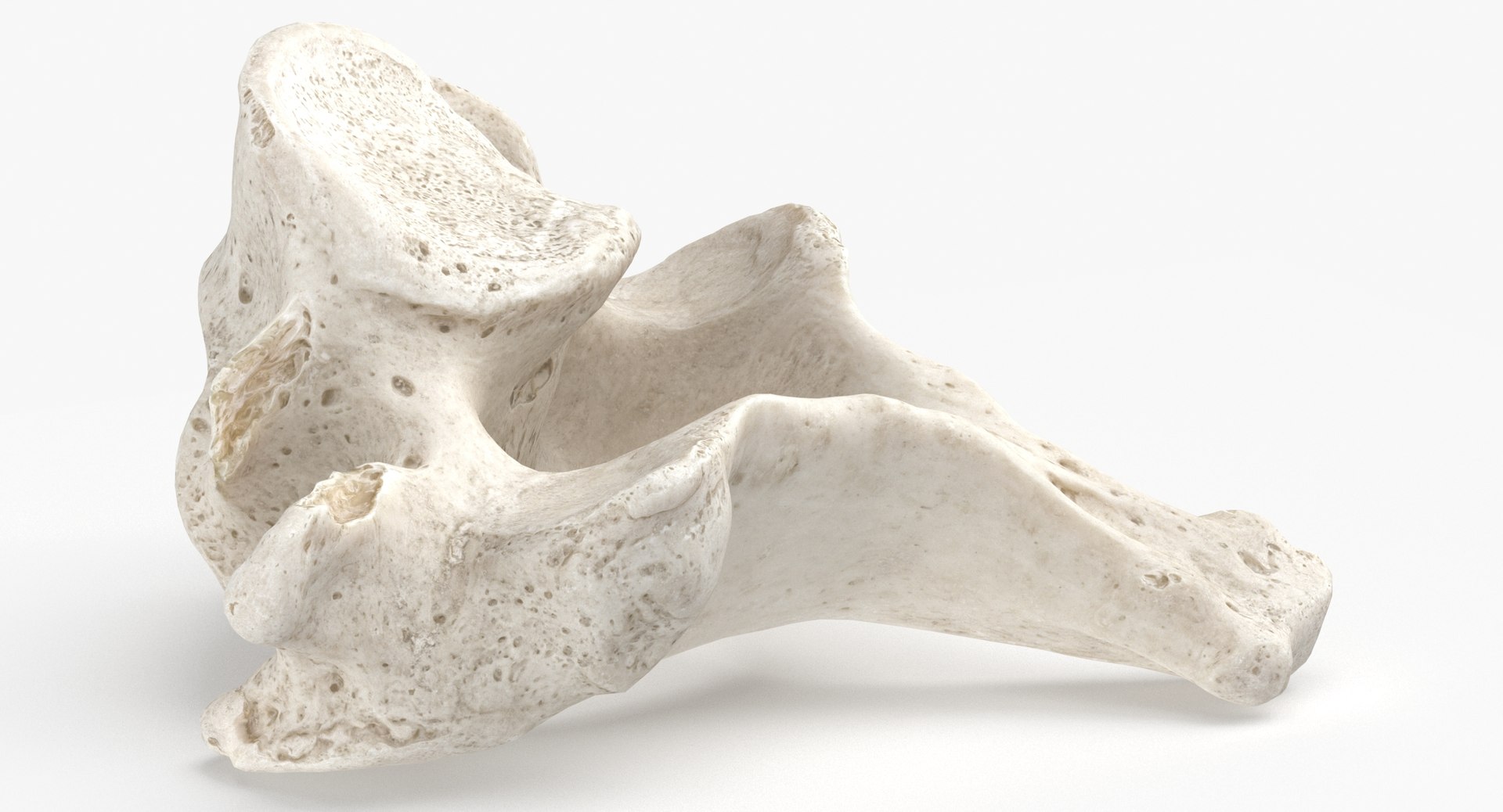 Cervical Vertebrae C7 White 3D Model - TurboSquid 1709343