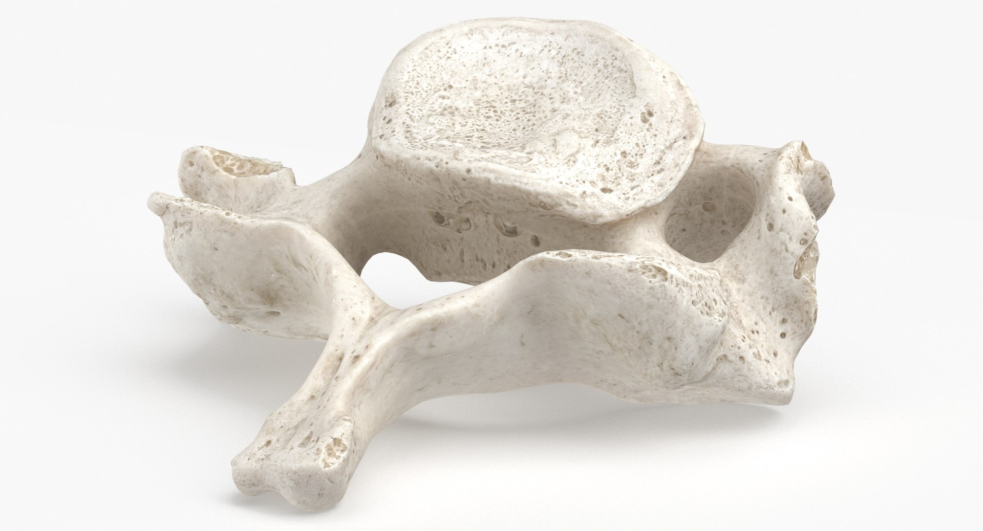 Cervical Vertebrae C7 White 3D Model - TurboSquid 1709343