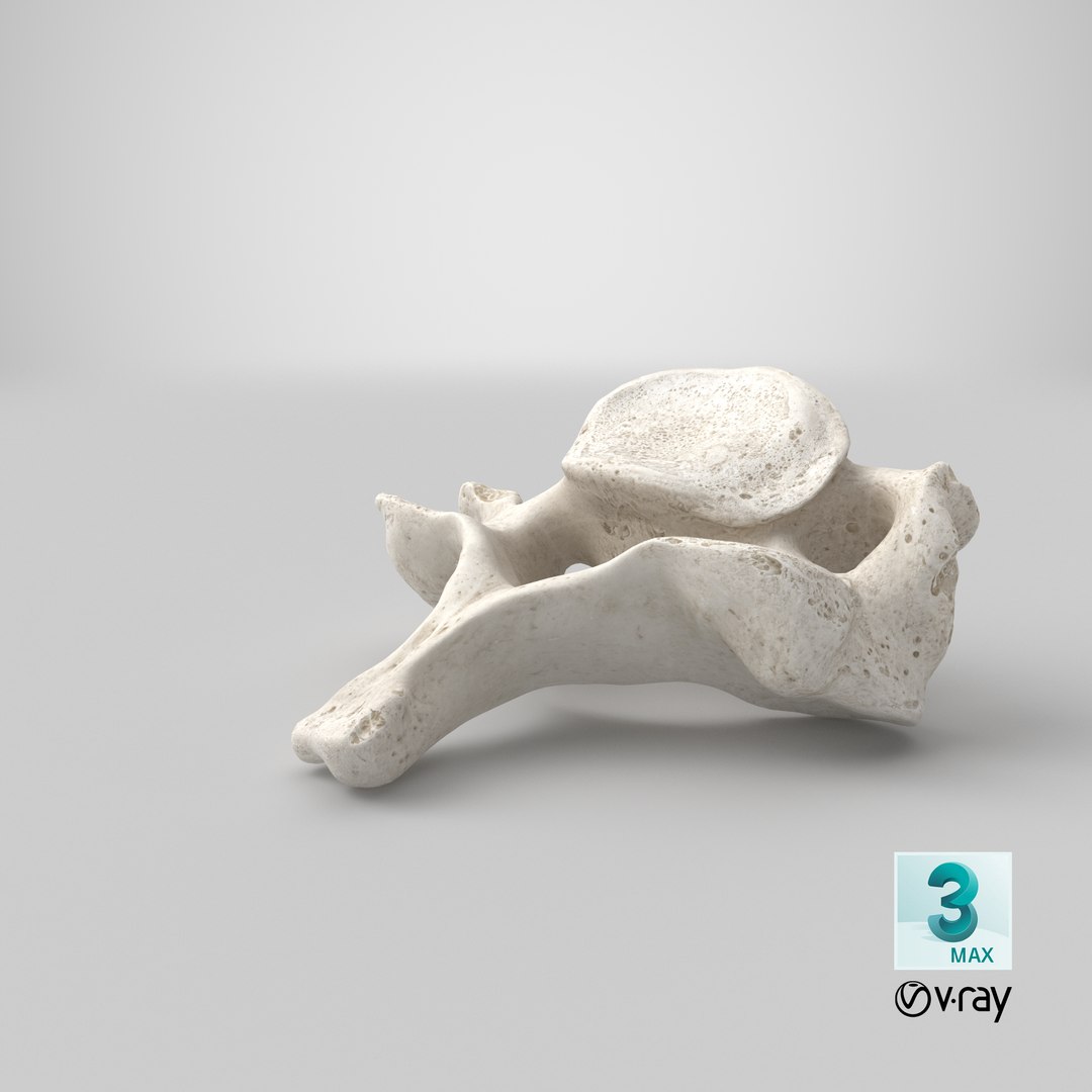 Cervical Vertebrae C7 White 3D Model - TurboSquid 1709343