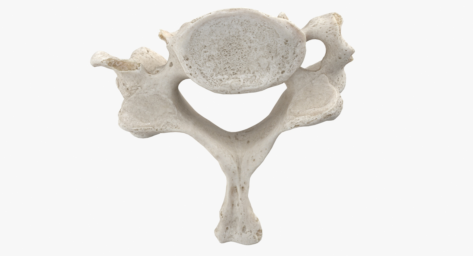 Cervical Vertebrae C7 White 3D Model - TurboSquid 1709343