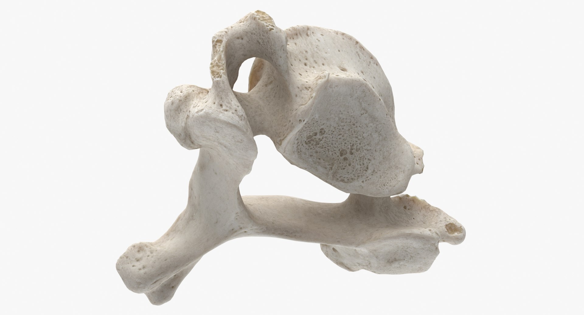 Cervical Vertebrae C7 White 3D Model - TurboSquid 1709343