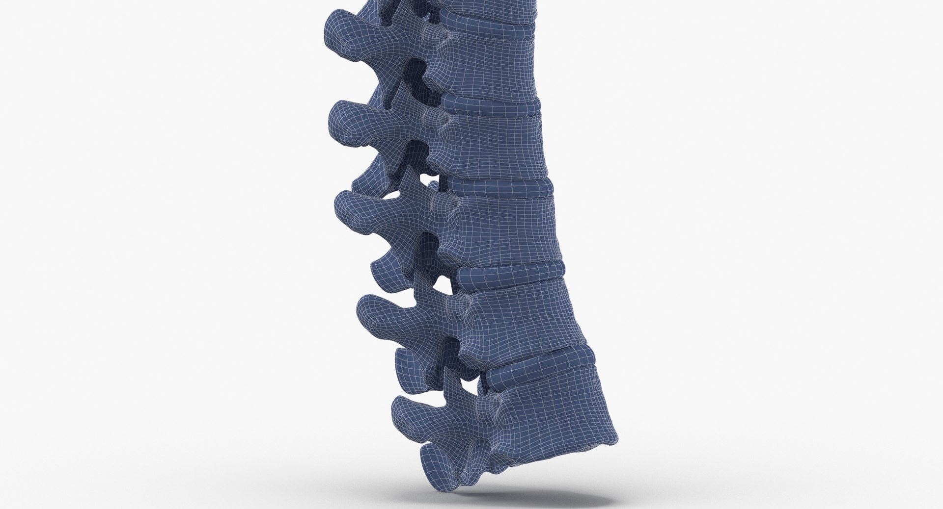 Real human thoracic vertebrae 3D model - TurboSquid 1640321