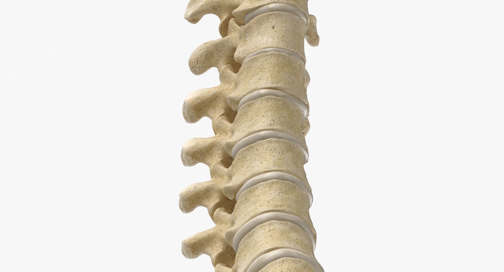 Real human thoracic vertebrae 3D model - TurboSquid 1640321