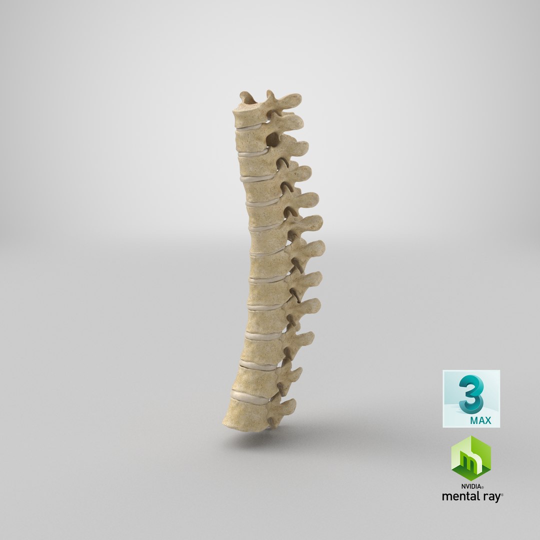 Real human thoracic vertebrae 3D model - TurboSquid 1640321