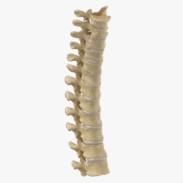 Real human thoracic vertebrae 3D model - TurboSquid 1640321