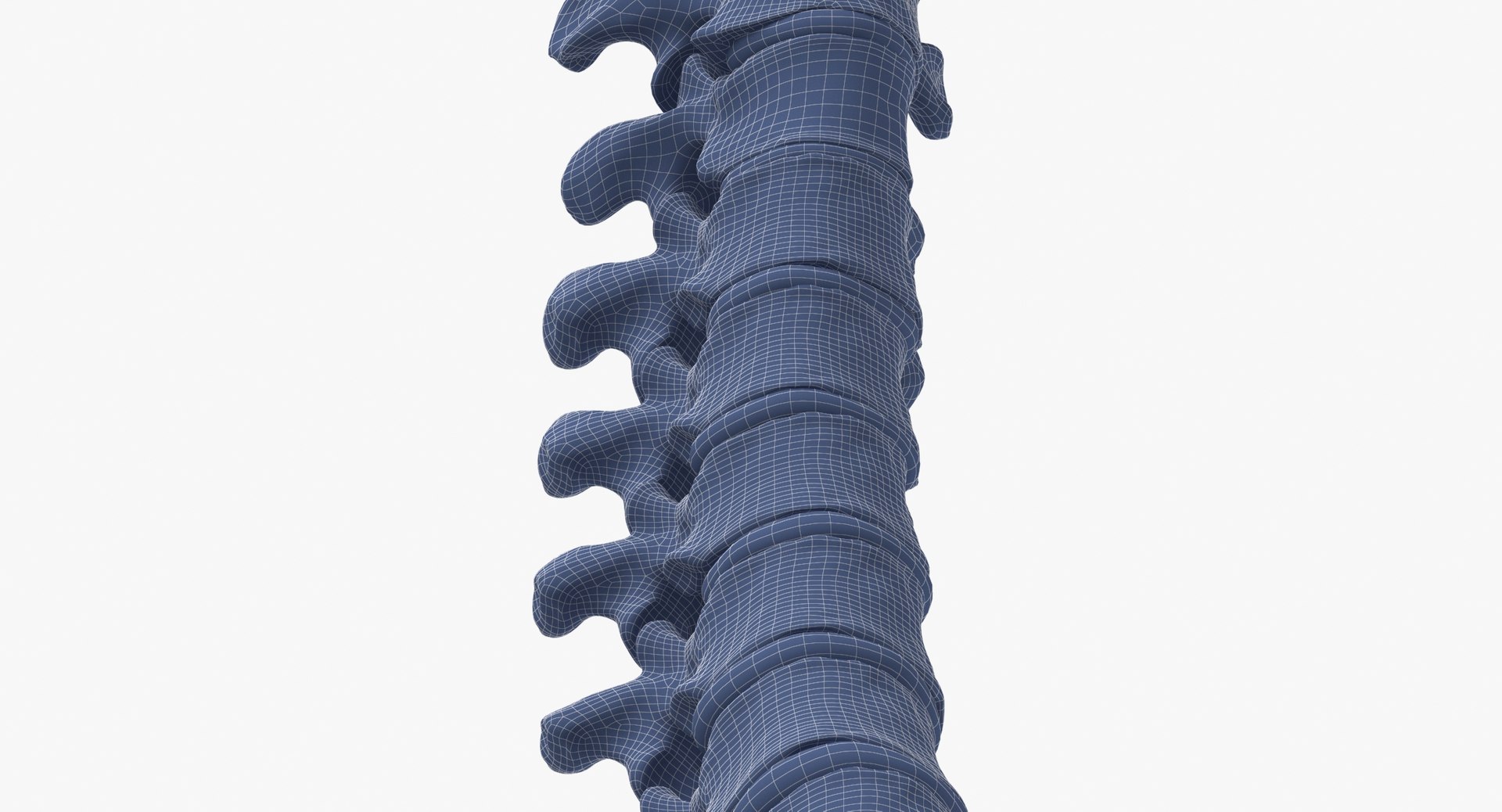 Real human thoracic vertebrae 3D model - TurboSquid 1640321