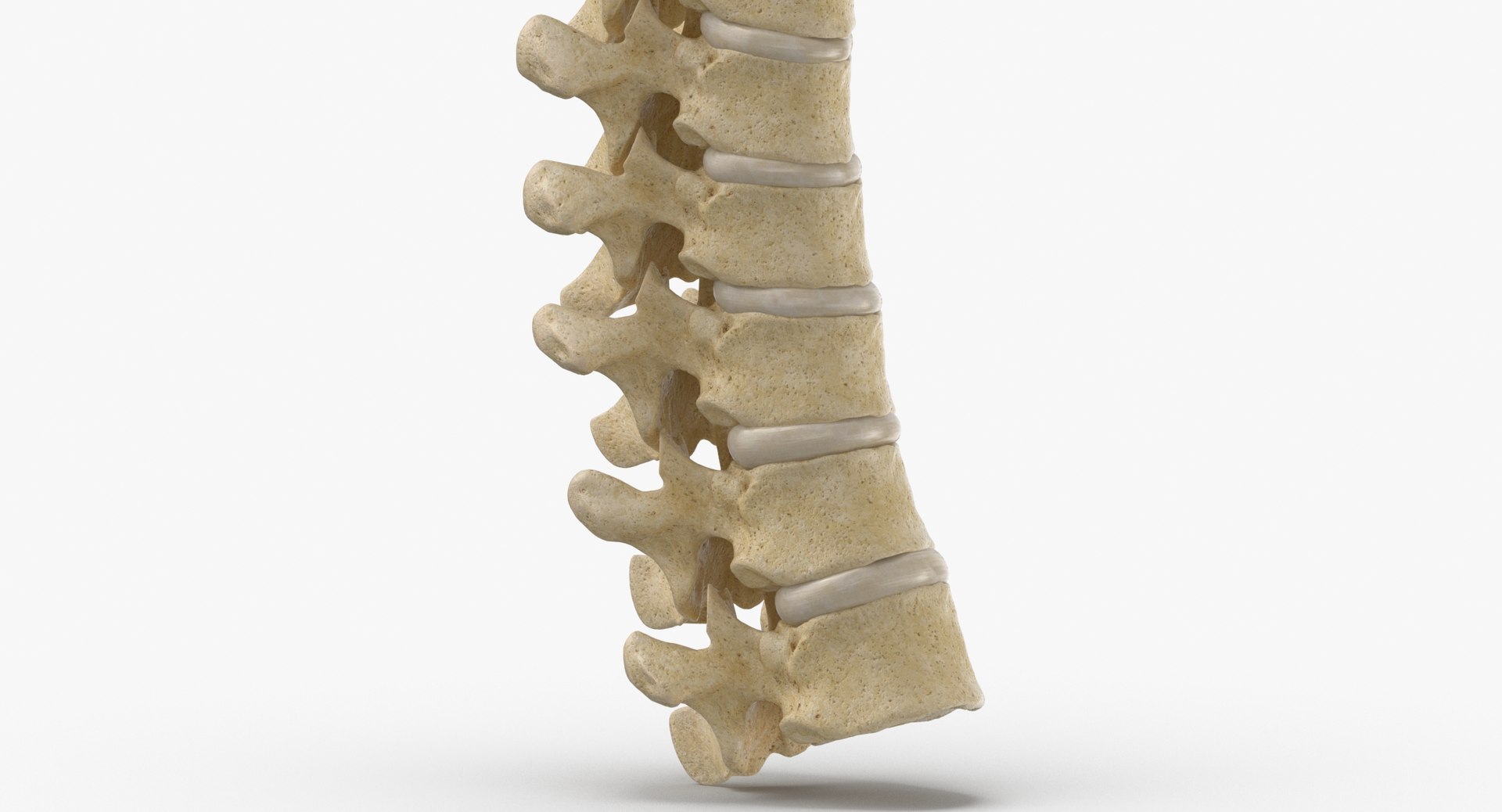 Real Human Thoracic Vertebrae 3D Model - TurboSquid 1640321