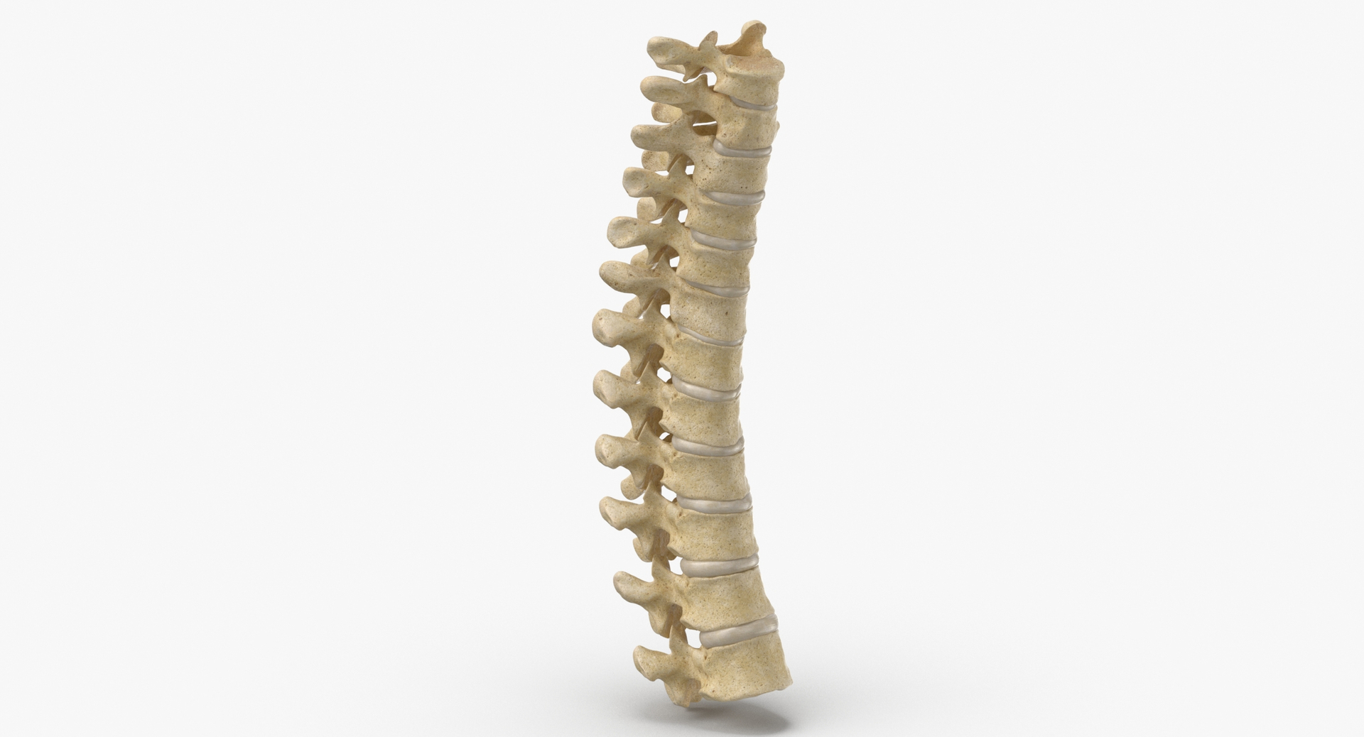 Real Human Thoracic Vertebrae 3D Model - TurboSquid 1640321