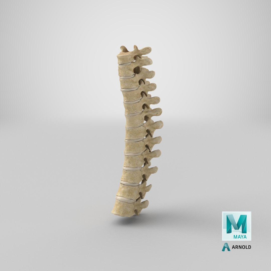 Real human thoracic vertebrae 3D model - TurboSquid 1640321