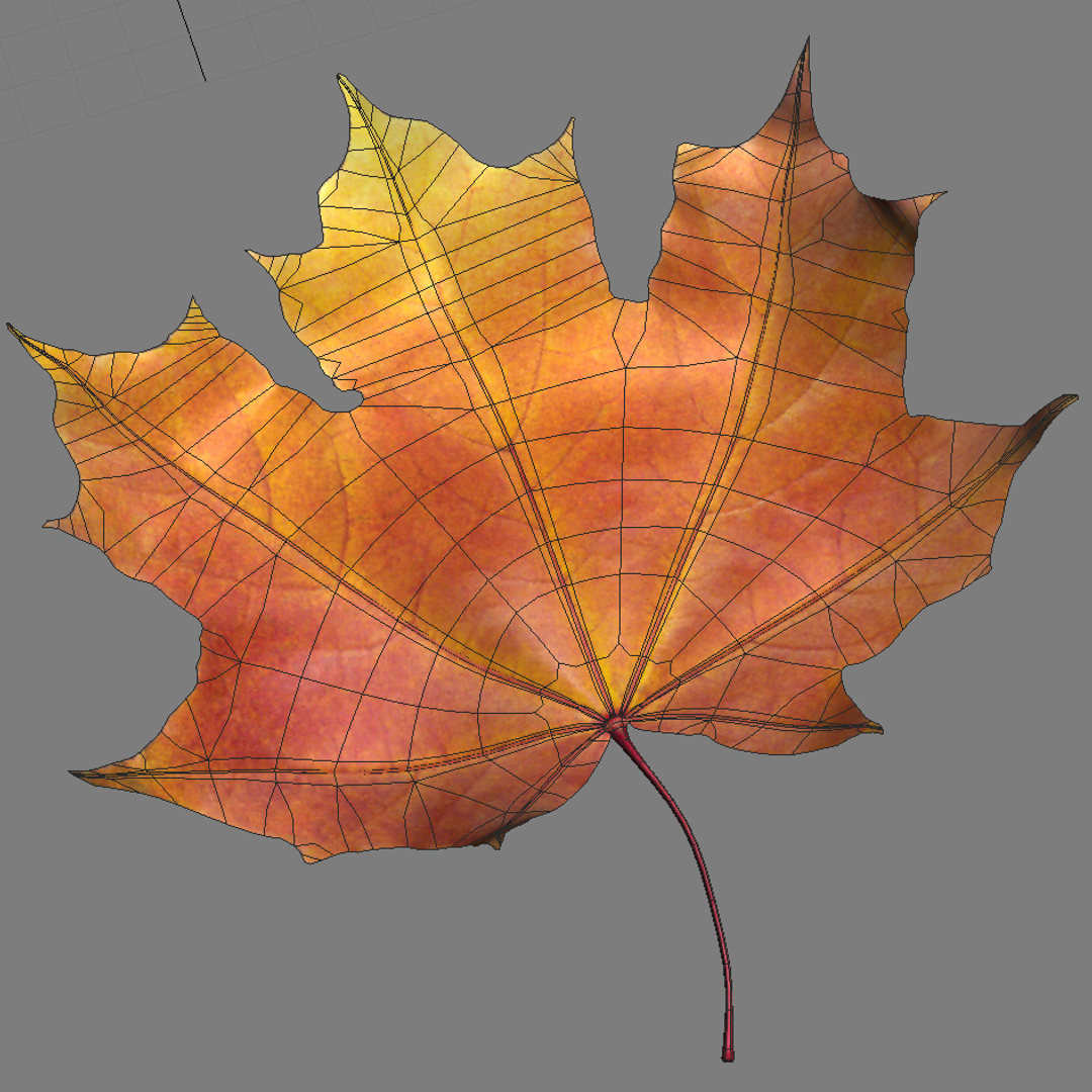 realistic autumn leaf max