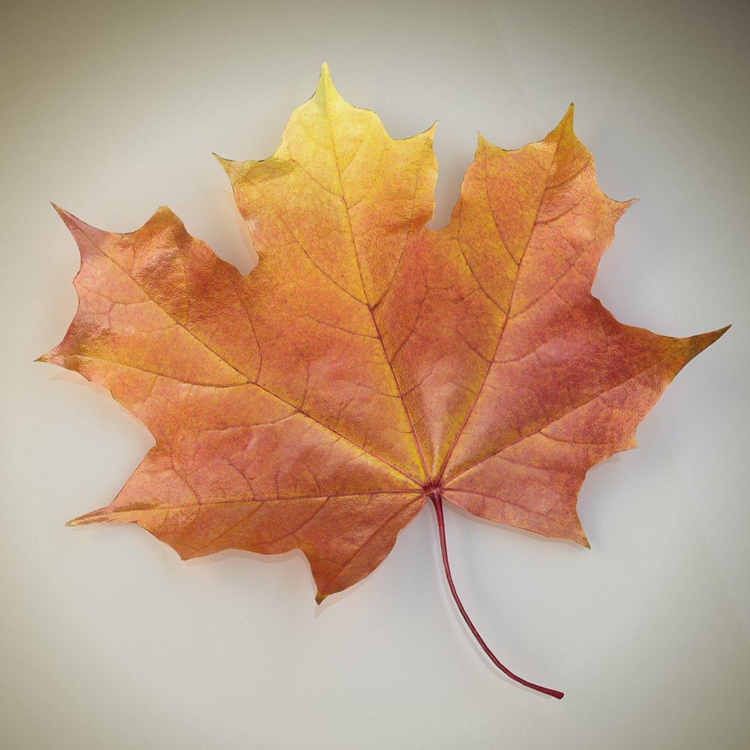 Realistic Autumn Leaf Max
