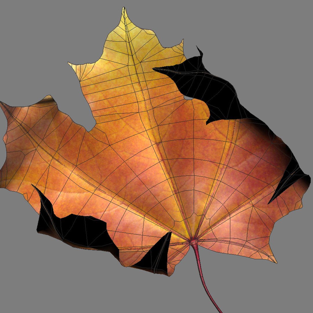 Realistic Autumn Leaf Max