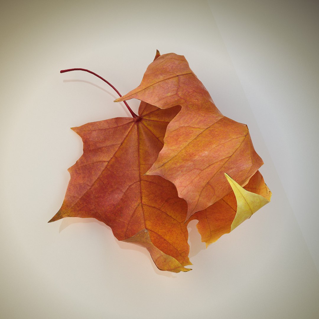 Realistic Autumn Leaf Max
