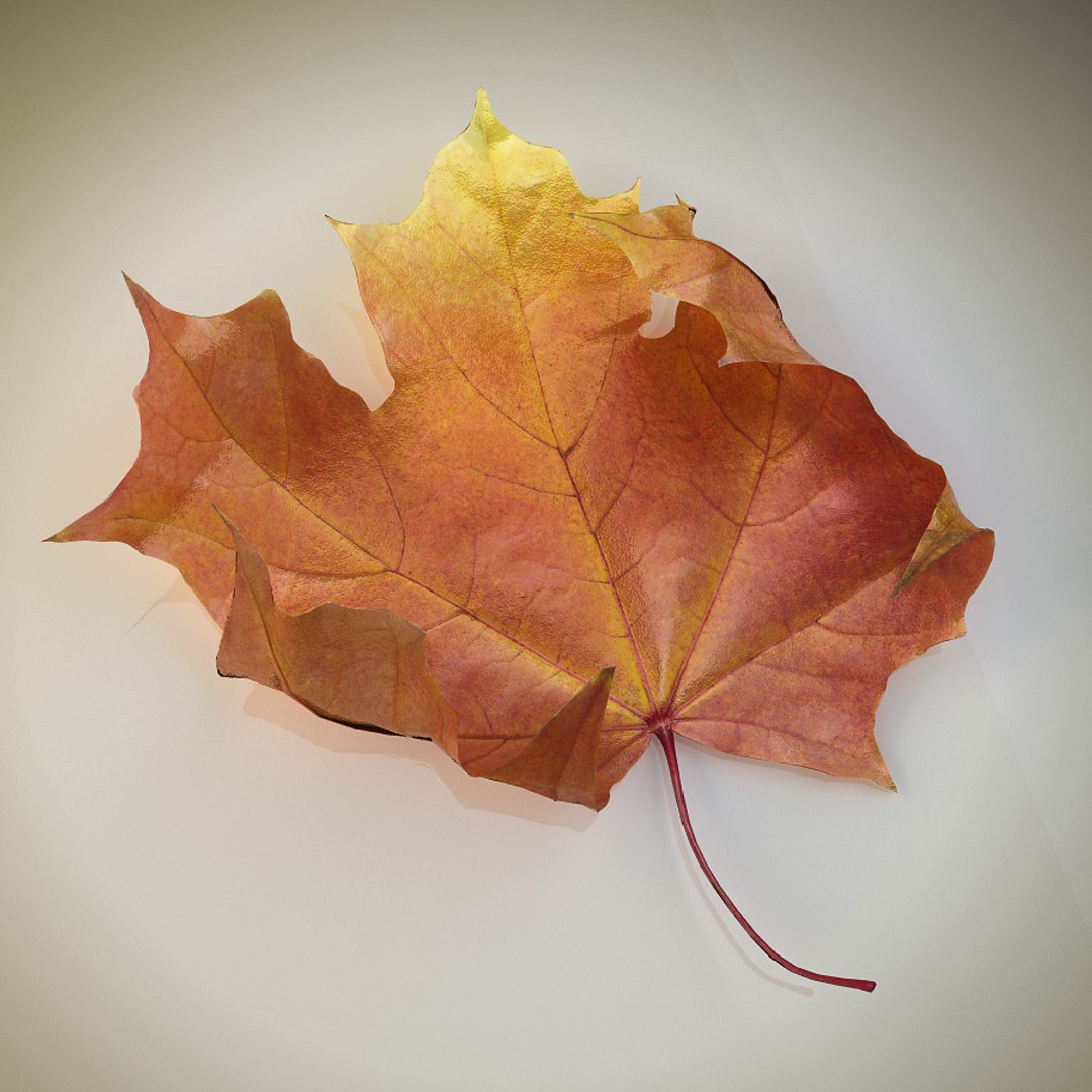 Realistic Autumn Leaf Max