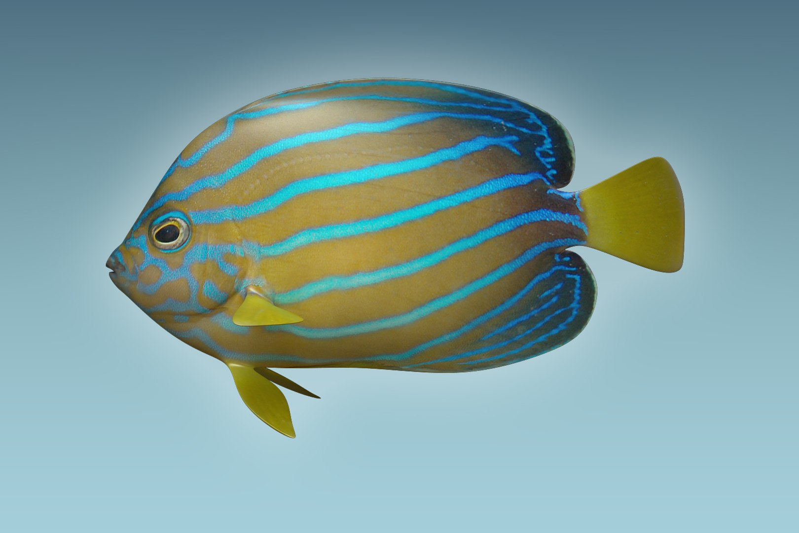 3D Anglefish Fish - TurboSquid 1204006