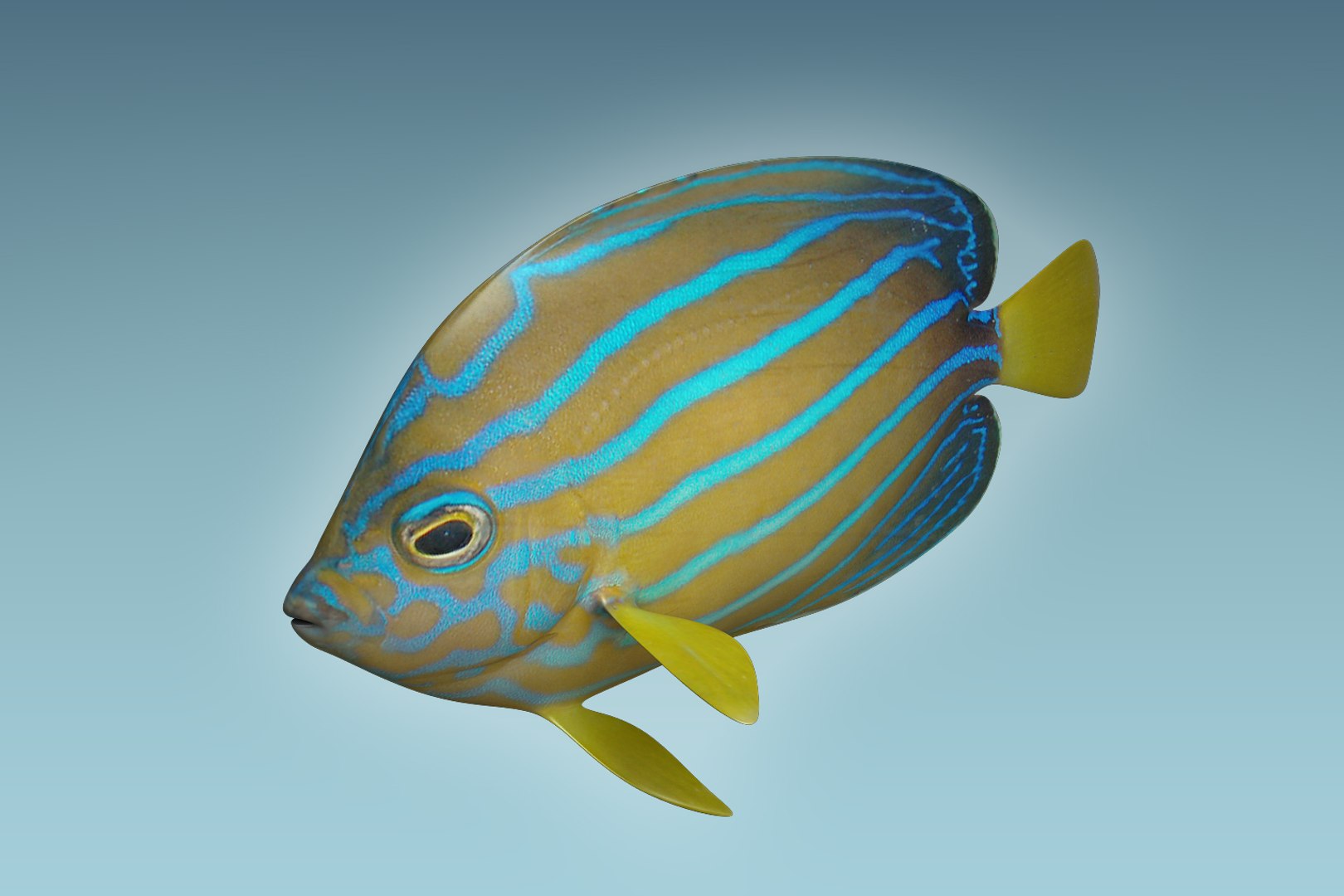 3D Anglefish Fish - TurboSquid 1204006