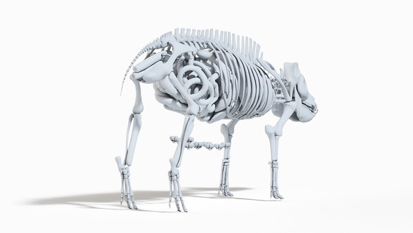Pig Body Skeleton and Organs Static 3D - TurboSquid 1764128