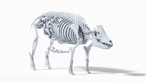 Pig Body Skeleton and Organs Static 3D - TurboSquid 1764128