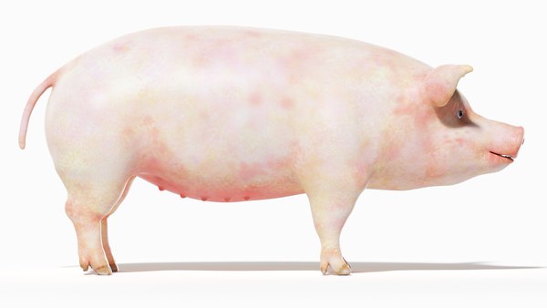 Pig Body Skeleton and Organs Static 3D - TurboSquid 1764128