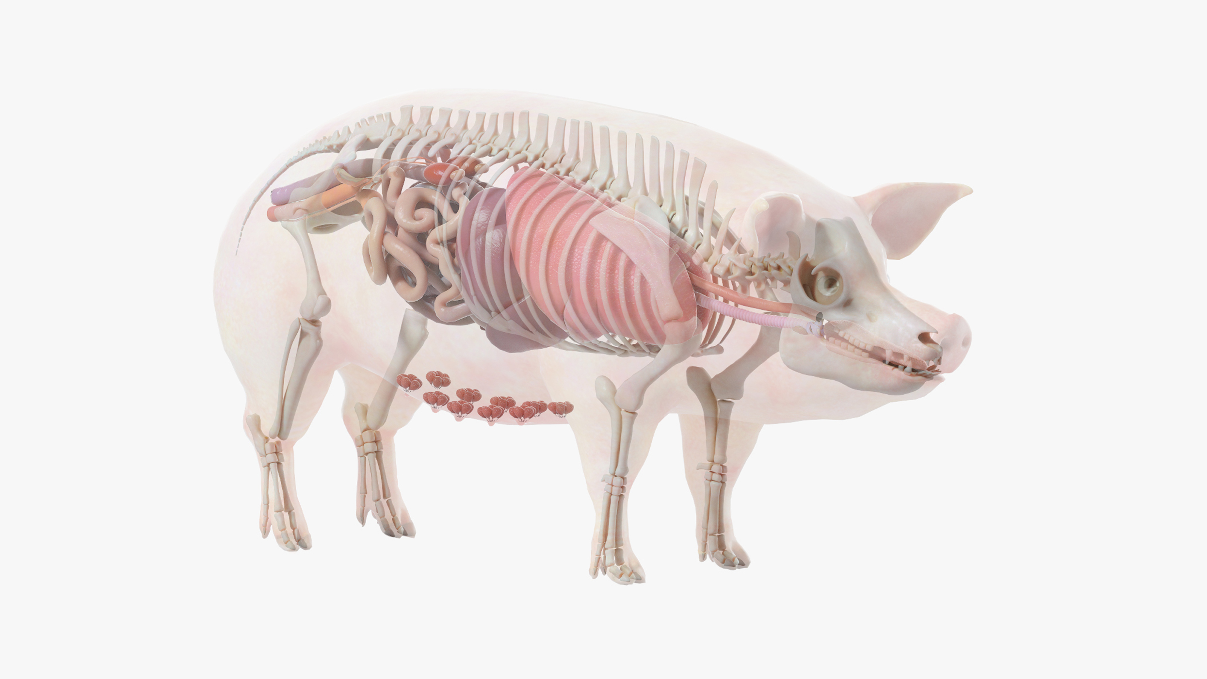Pig Body Skeleton and Organs Static 3D - TurboSquid 1764128
