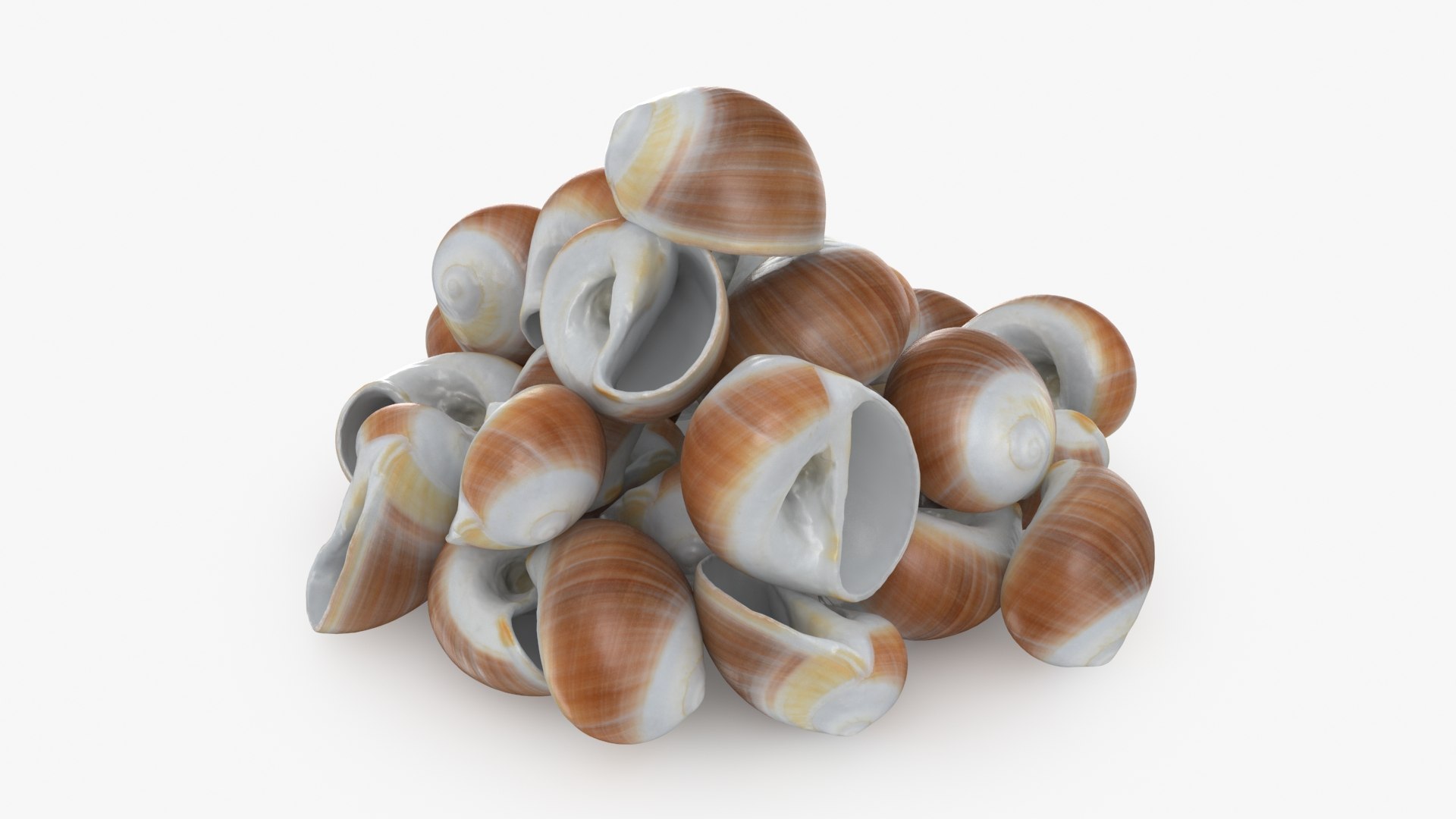 3D Natica Vitellus Pile Model - TurboSquid 2210575