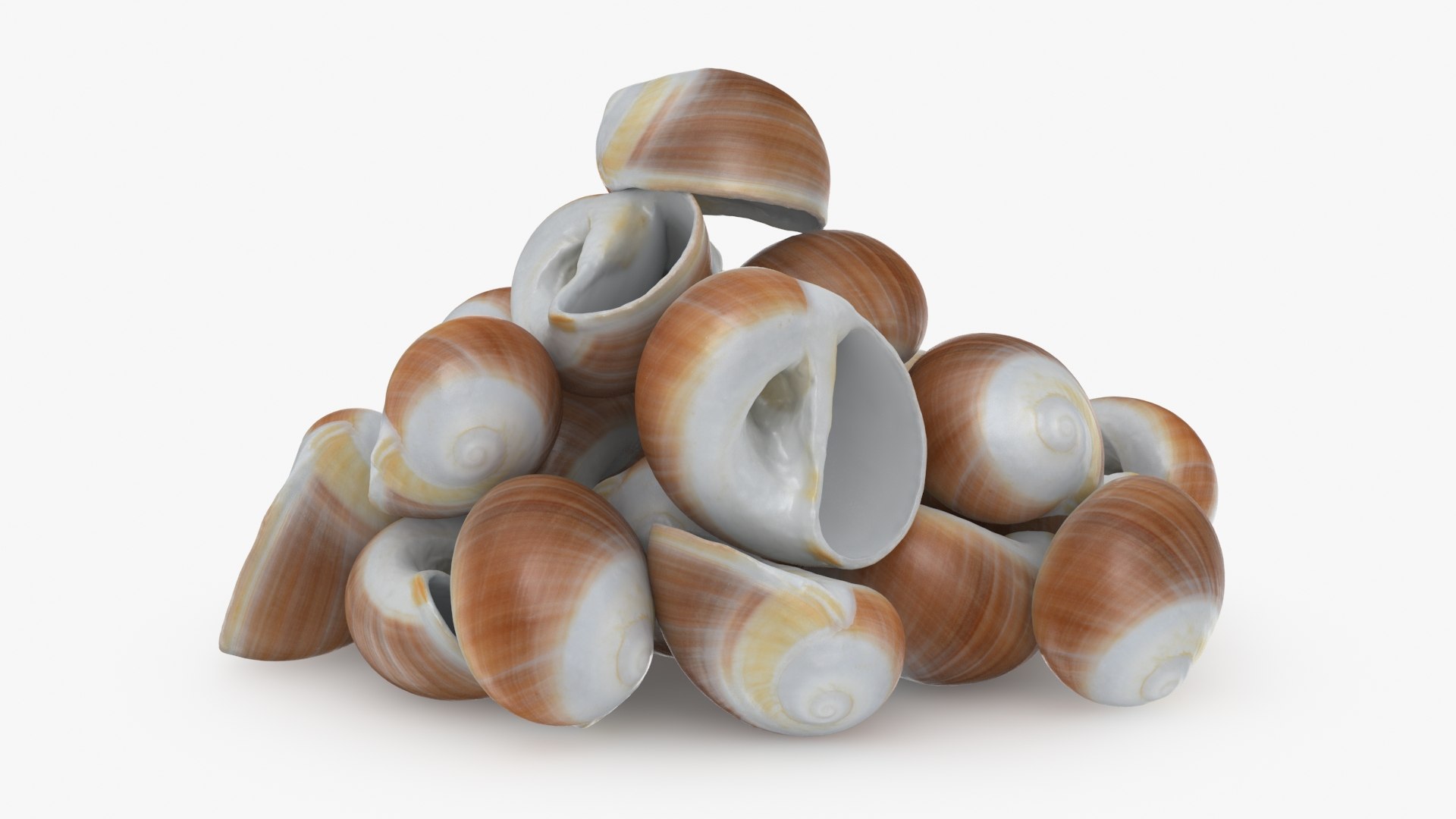 3D Natica Vitellus Pile Model - TurboSquid 2210575