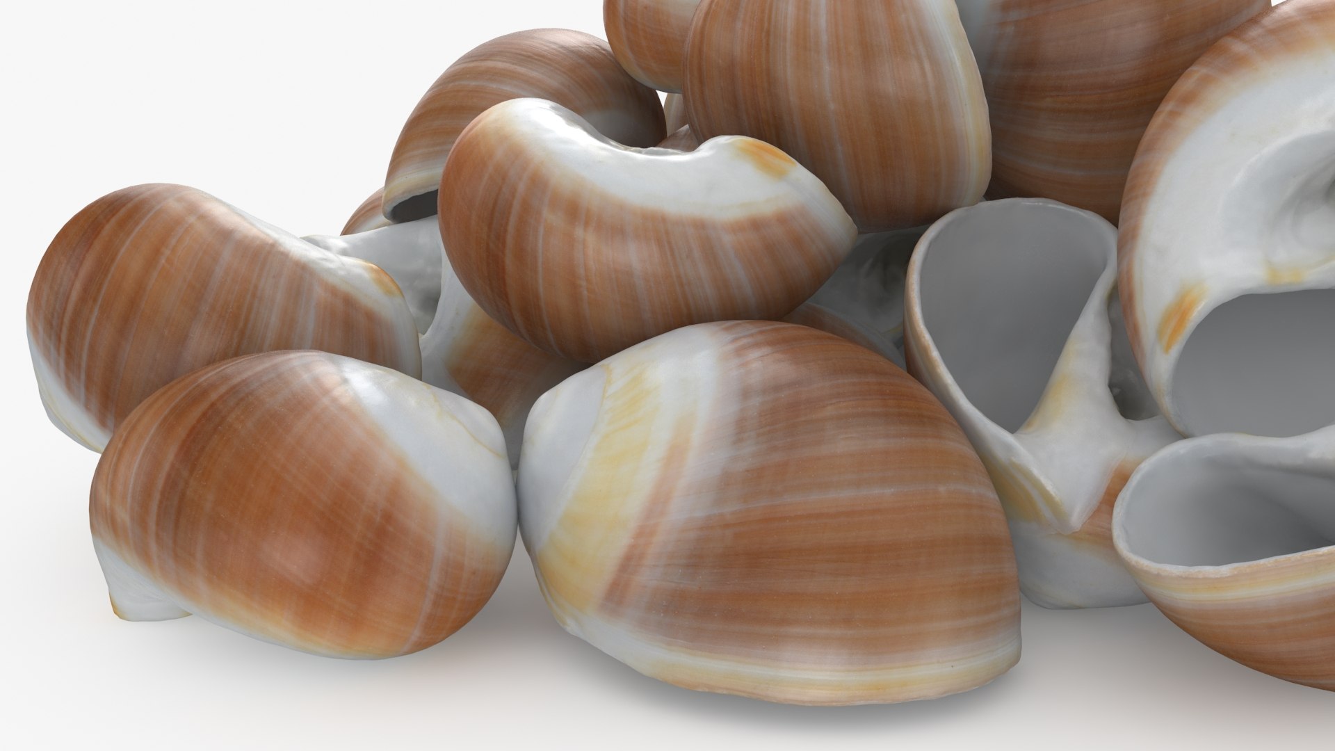 3D Natica Vitellus Pile Model - TurboSquid 2210575