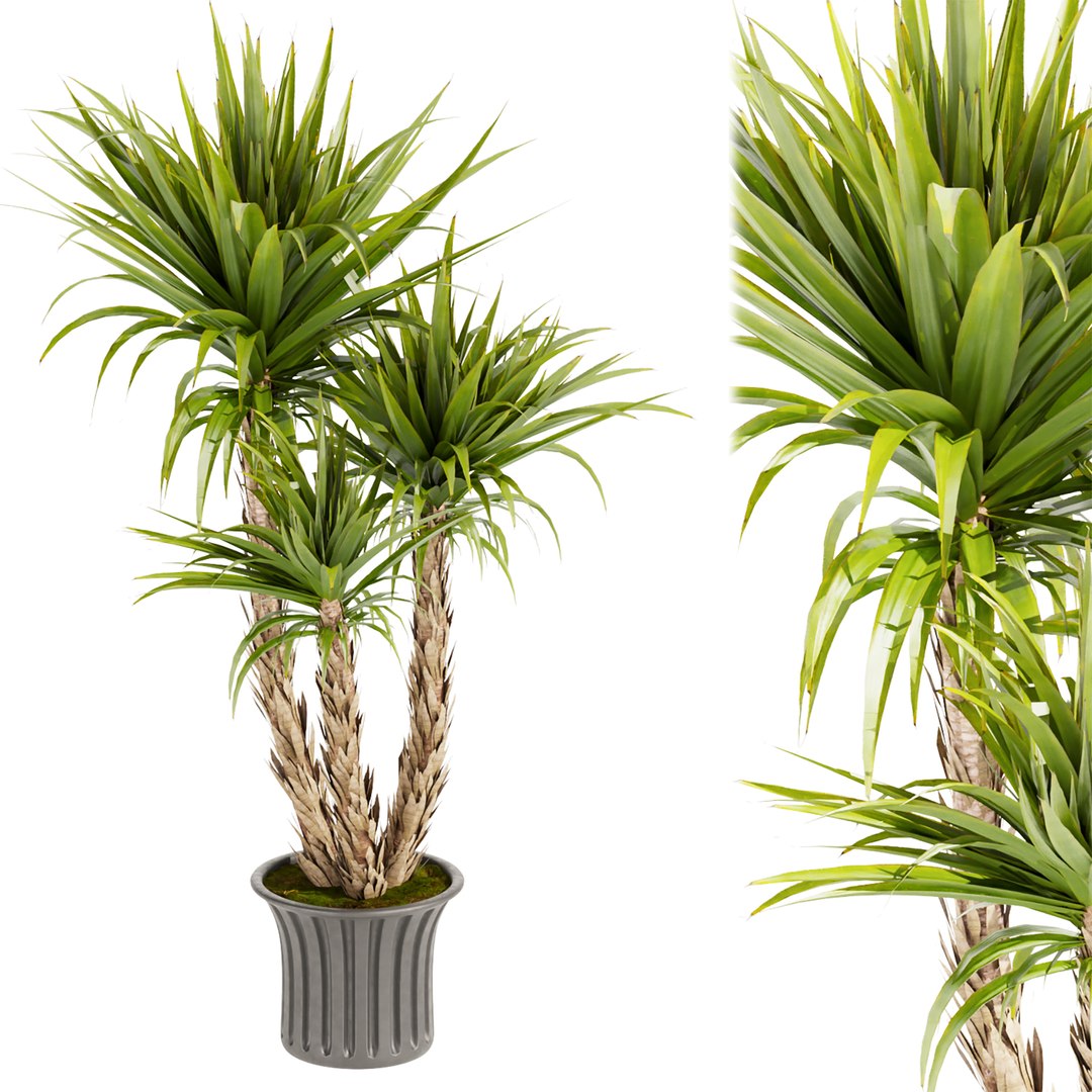 3D Collection Plant Vol 388 - Indoor - Leaf - Dracaena - Luxe - Blender - 3dmax - Cinema 4d ...