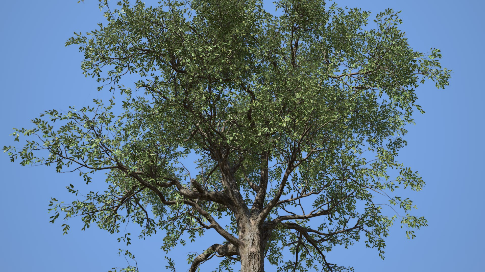 3D Simple Tree - TurboSquid 1994938